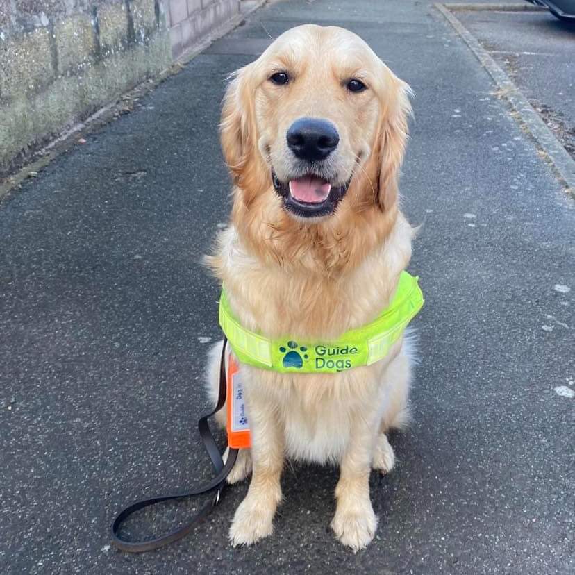 The impact of guide dogs in sport: Paralympic dreams, international ...