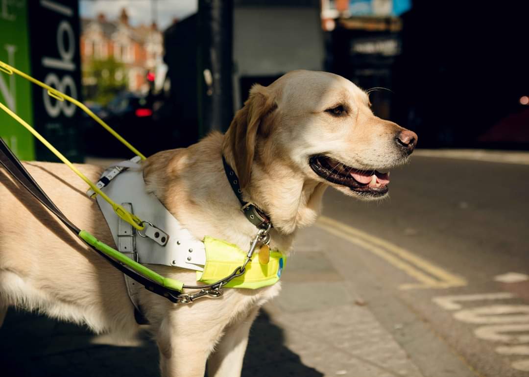 The impact of guide dogs in sport: Paralympic dreams, international ...